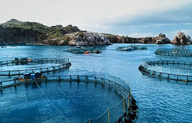 Pacifico Aquaculture scores funding to expand Mexican striped bass farm ...
