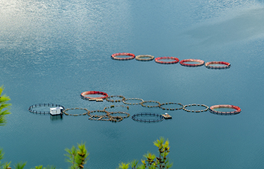 Turkish trout producers visit Japan amid rapidly increasing exports ...