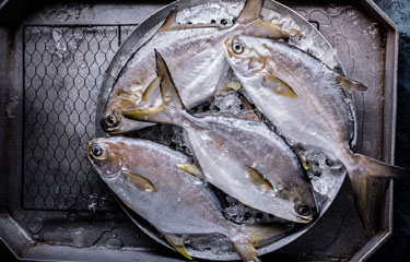 Land-based pompano farmer Aquaco gets investment from Sea Delight ...