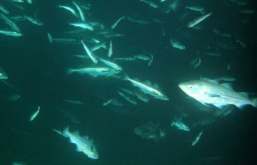 US surimi production improving as bottlenecks ease | SeafoodSource