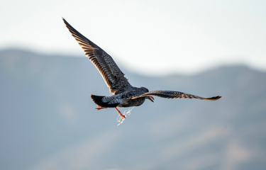 US Fish and Wildlife considering commercial fishing permits to limit ...