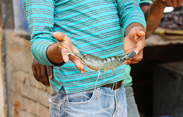 Ukraine war, inflation harming Bangladesh’s shrimp exports | SeafoodSource