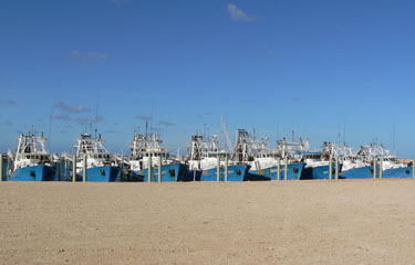 Sea Harvest acquires Australia’s MG Kailis | SeafoodSource