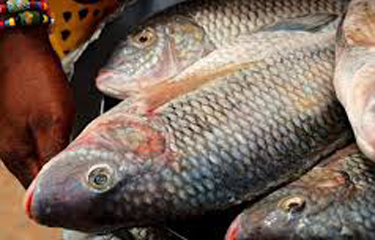 Brazil, China share tilapia know-how