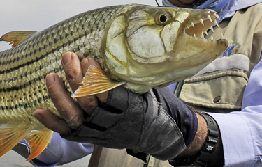 Tanzania adding fingerling-production capacity with IFAD deal ...