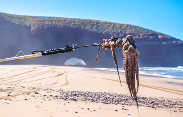 Moroccan octopus mafia accused of IUU fishing resulting in 60 percent ...