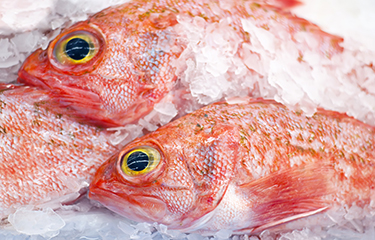 Canadian fishing firms battle over future redfish quotas | SeafoodSource