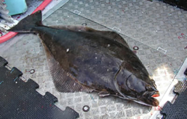 Chefs urged to take wild Atlantic halibut off the menu and source ...