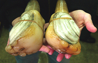 Alaska’s geoduck, sea cucumber fisheries on rebound | SeafoodSource