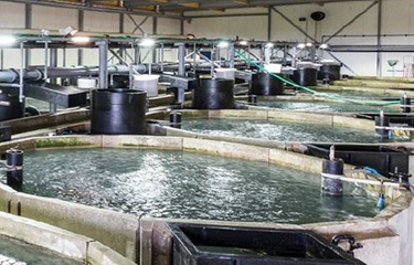 Kingfish Company doubles sales in Q3 2022 | SeafoodSource