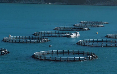 Tassal acquires Barramundi Group’s farm in Australia | SeafoodSource