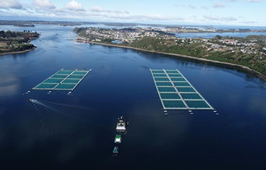 Salmones Aysén, Cooke Aquaculture get Cargill accolades for coho salmon ...