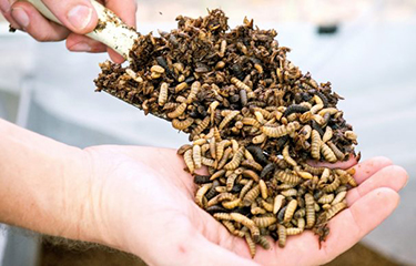 Marubeni, Sumitomo racing to market insect-based aquafeed in Japan ...