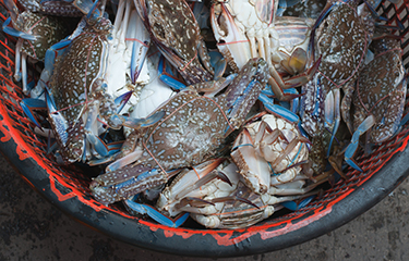 USAID, partners assist Philippines to harvest blue swimming crab ...