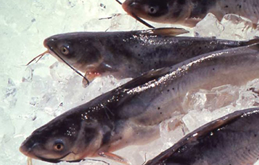 USDA making large purchases of pollock, catfish | SeafoodSource