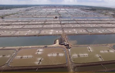 Fimex plans to buy out Vinh Thuan to nearly double its shrimp farming ...