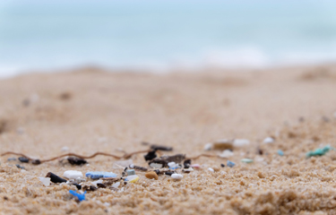 High levels of microplastic exposure found to kill juvenile oysters ...