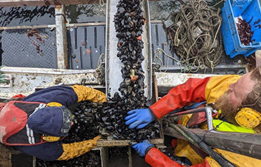 Bangs Island Mussels planning for future of mussel farming in coastal ...