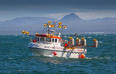 Iceland sees bumper summer catches of cod, mackerel | SeafoodSource