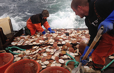 US Atlantic scallop prices high as rotational closures reduce supply ...
