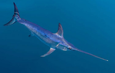 California’s swordfish fishery faces uncertain future | SeafoodSource