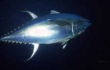 IATTC Achotines Laboratory reaches 25 years of captive yellowfin ...