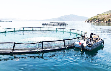USD 30 million fish farm being built in Vietnam’s Mekong Delta ...