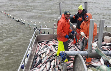 Bristol Bay salmon run begins to slow, sockeye catch lower than ...