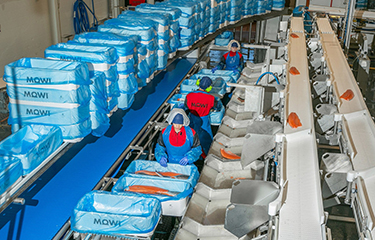 Despite challenges in Q3 2023, Mowi targets milestone harvest total in ...