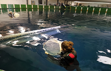 Spanish research facility achieves land-based life-cycle reproduction ...