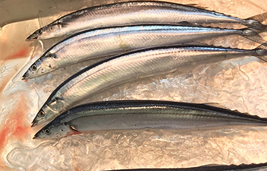 2020 Japanese saury catch forecasted lower, while early squid returns ...