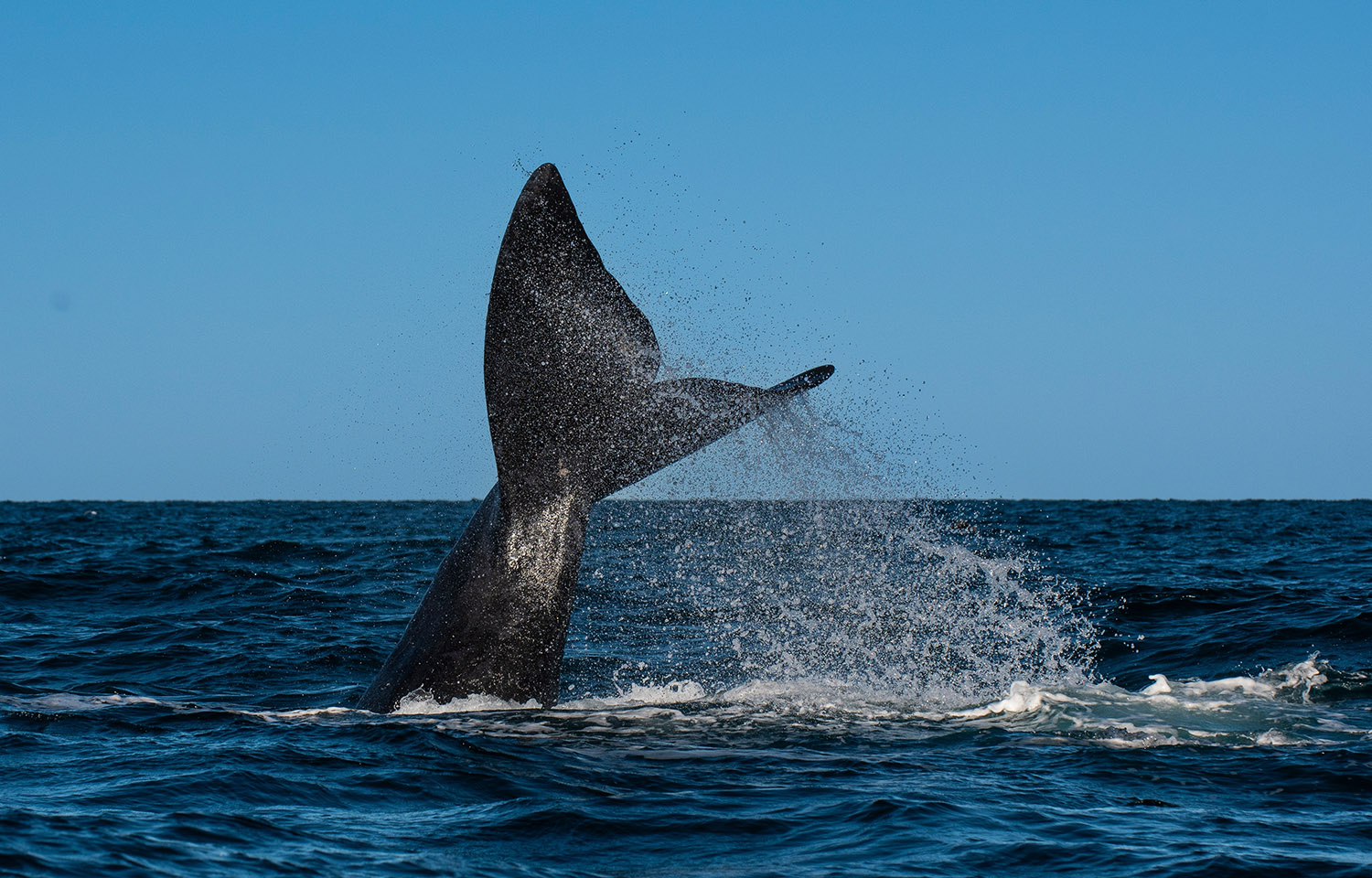 Biden administration announces USD 10 million contract for right whale ...