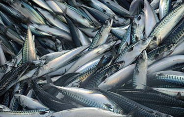 MSC calls on coastal states to “act decisively” on Northeast Atlantic ...
