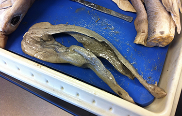 Cosmetics industry responds to campaign to end commercial use of shark ...