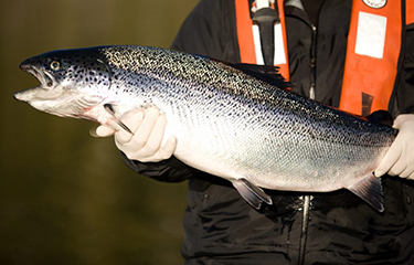 Norwegian salmon exports to the EU, US, China drop | SeafoodSource