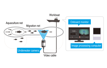 Image recognition technology developed for fish counting, foreign ...