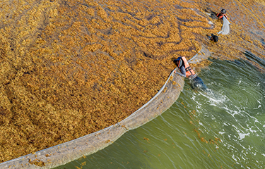 Giant belt of smelly seaweed will soon invade Gulf Coast shores ...