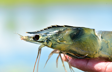 Deadly shrimp virus has farmers in China fearing the worst | SeafoodSource