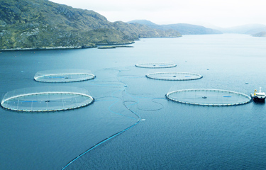 Largest salmon pens installed at Mowi Scotland site | SeafoodSource