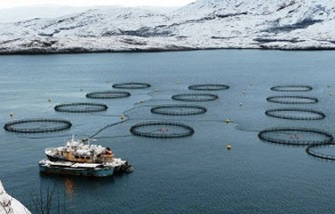 Russia’s aquaculture industry brimming with potential