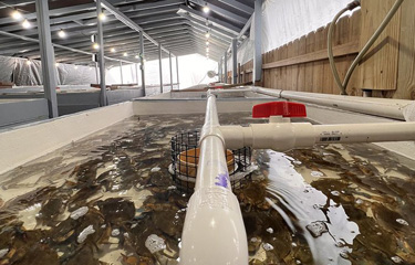 Blue Star plans to open soft-shell crab RAS facility in South Carolina ...