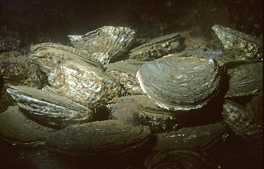 New alliance formed to save European flat oysters | SeafoodSource