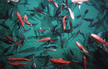 Three New Zealand orange roughy fisheries achieve MSC recertification ...