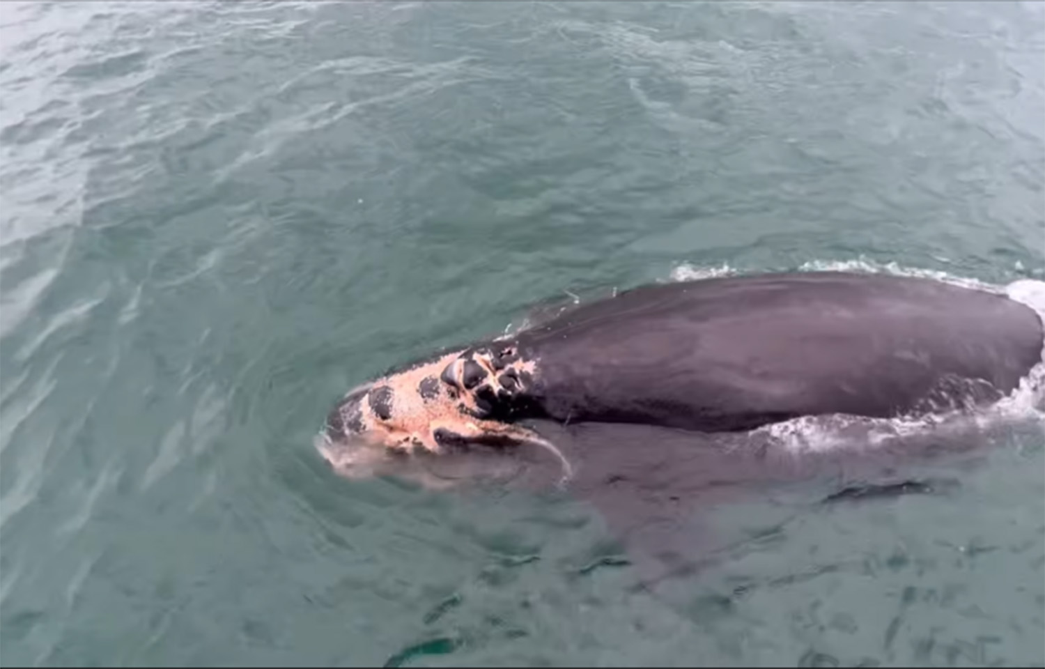 Right whale calf suffers potentially fatal injuries in vessel strike ...