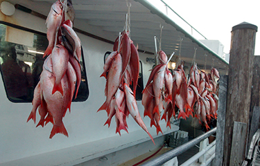 Southern Shrimp Alliance opposes foreign permit changes in SIMP ...