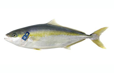 ASC certifies first Dutch fish farm