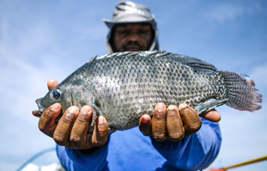 Brazilian tilapia farmer Tilabras secures USD 9.7 million investment ...