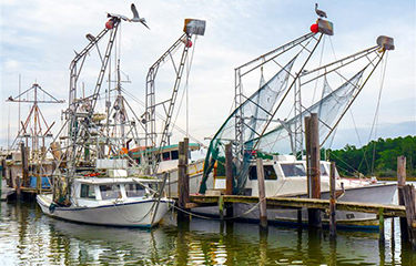 USDA to buy up to USD 25 million of wild-caught shrimp | SeafoodSource