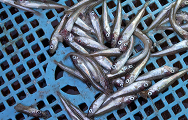 Russia designing gear to reduce juvenile pollock bycatch | SeafoodSource