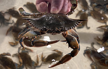 Blue Star reports further losses, but soft-shell crab RAS revenue grows ...